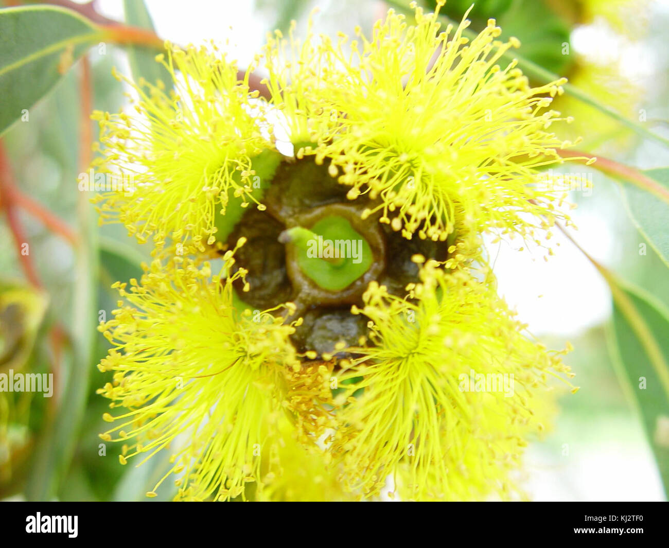 Bright yellow gum flowers Stock Photo - Alamy