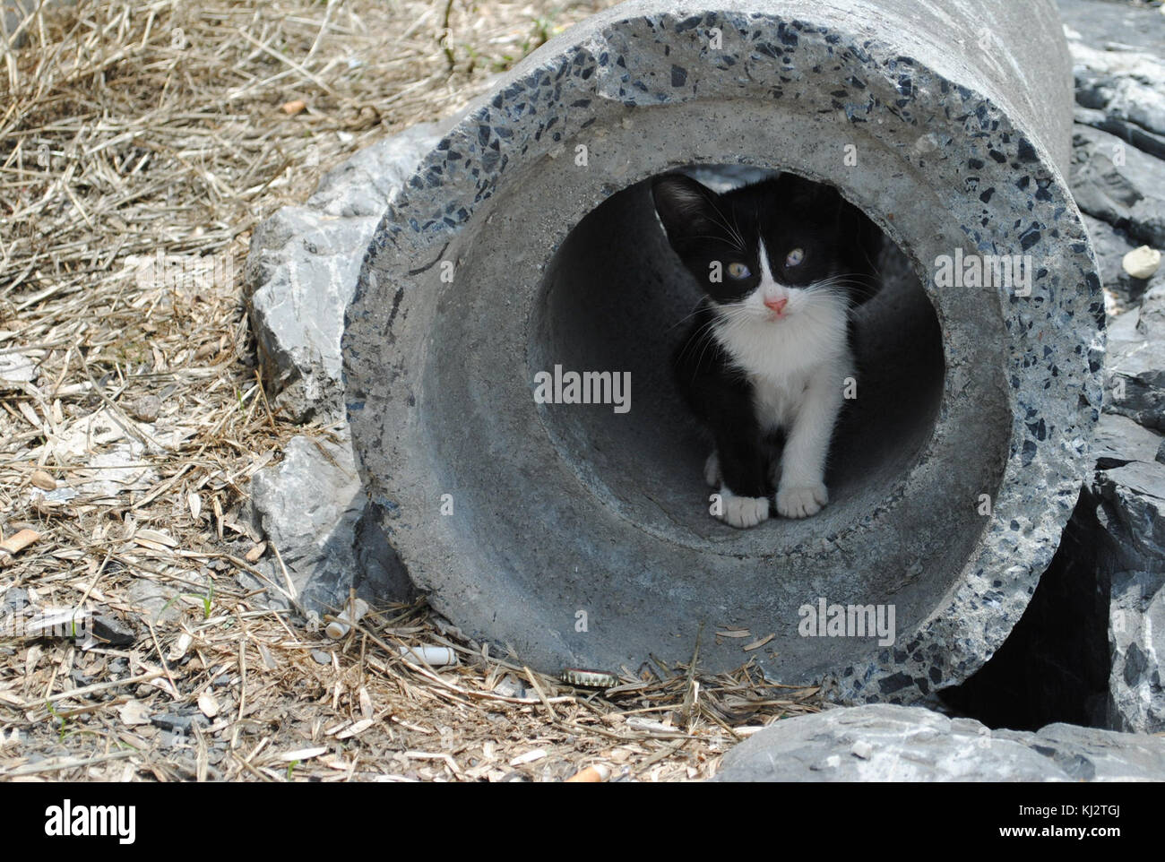 Cat in a tube Stock Photo - Alamy