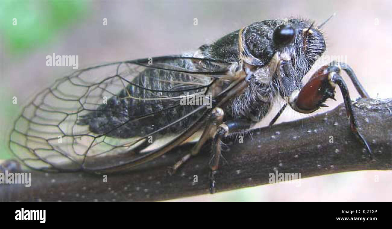 Cicada stock photography hi-res stock photography and images - Alamy