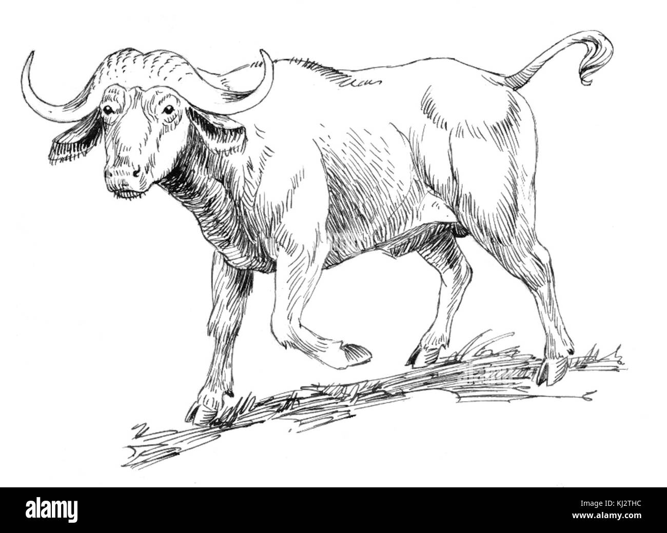 American buffalo bison bison Cut Out Stock Images & Pictures - Alamy