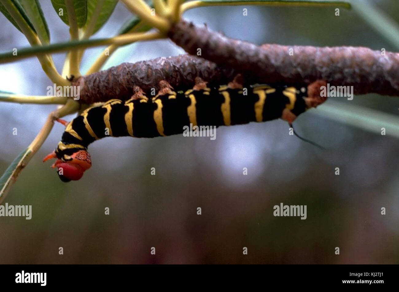 Caterpillar identification hi-res stock photography and images - Alamy