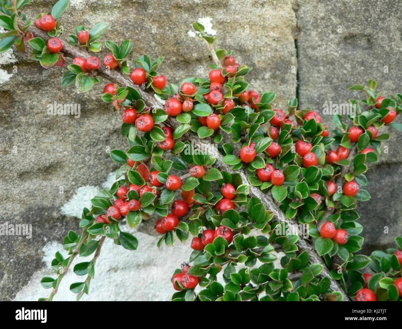 Bush branch with red berries Stock Photo - Alamy