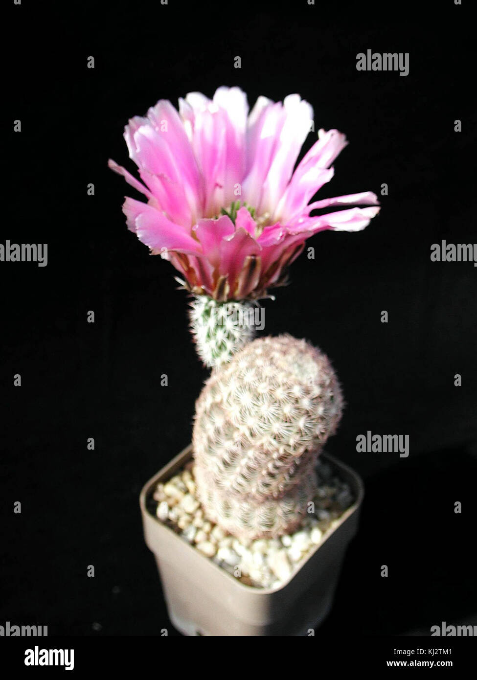 Cactus object in studio Stock Photo - Alamy