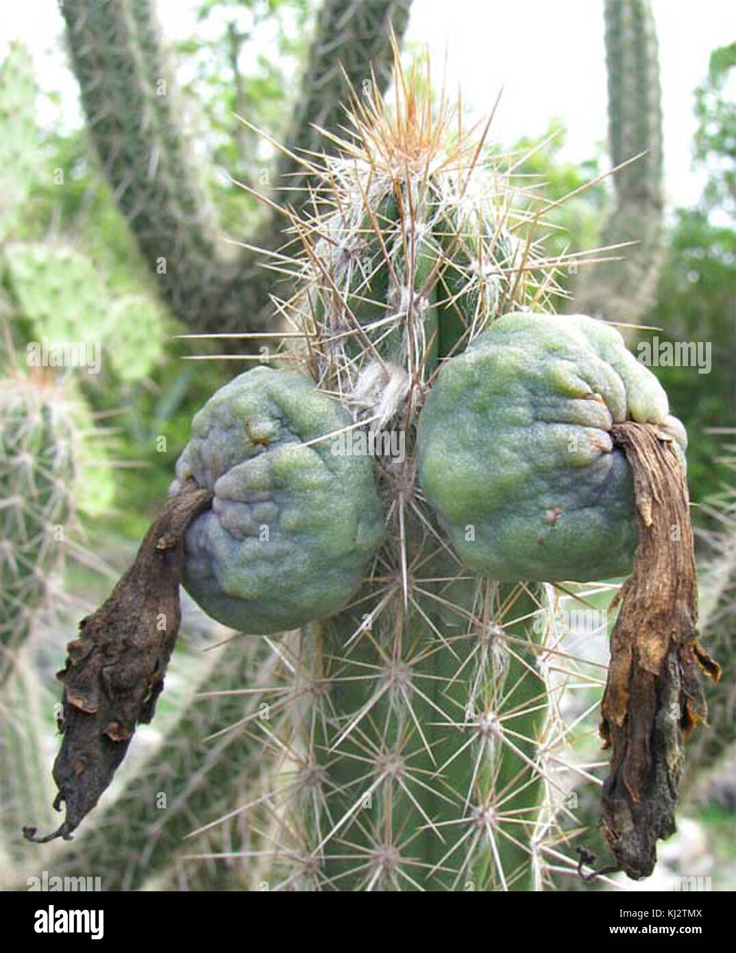 Cephalocereus gaumeri hi-res stock photography and images - Alamy