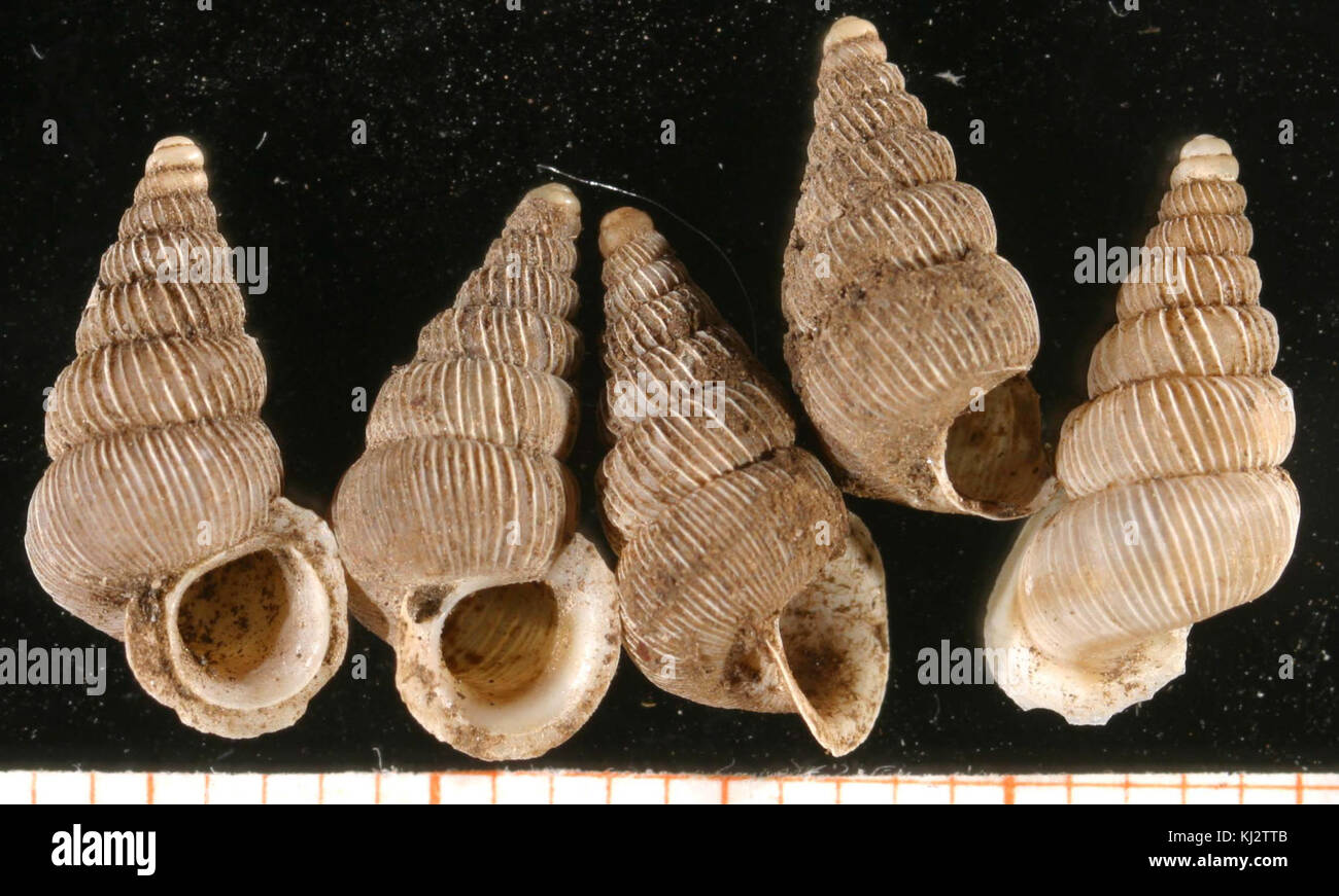 Cochlostoma hi-res stock photography and images - Alamy