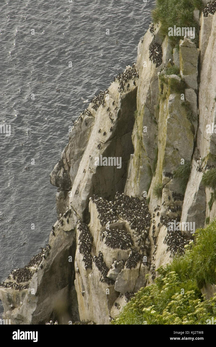 Chowiet island murre colony Stock Photo - Alamy