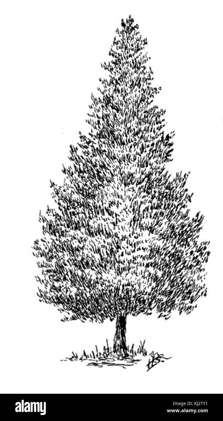 Cedar structure Black and White Stock Photos & Images - Alamy