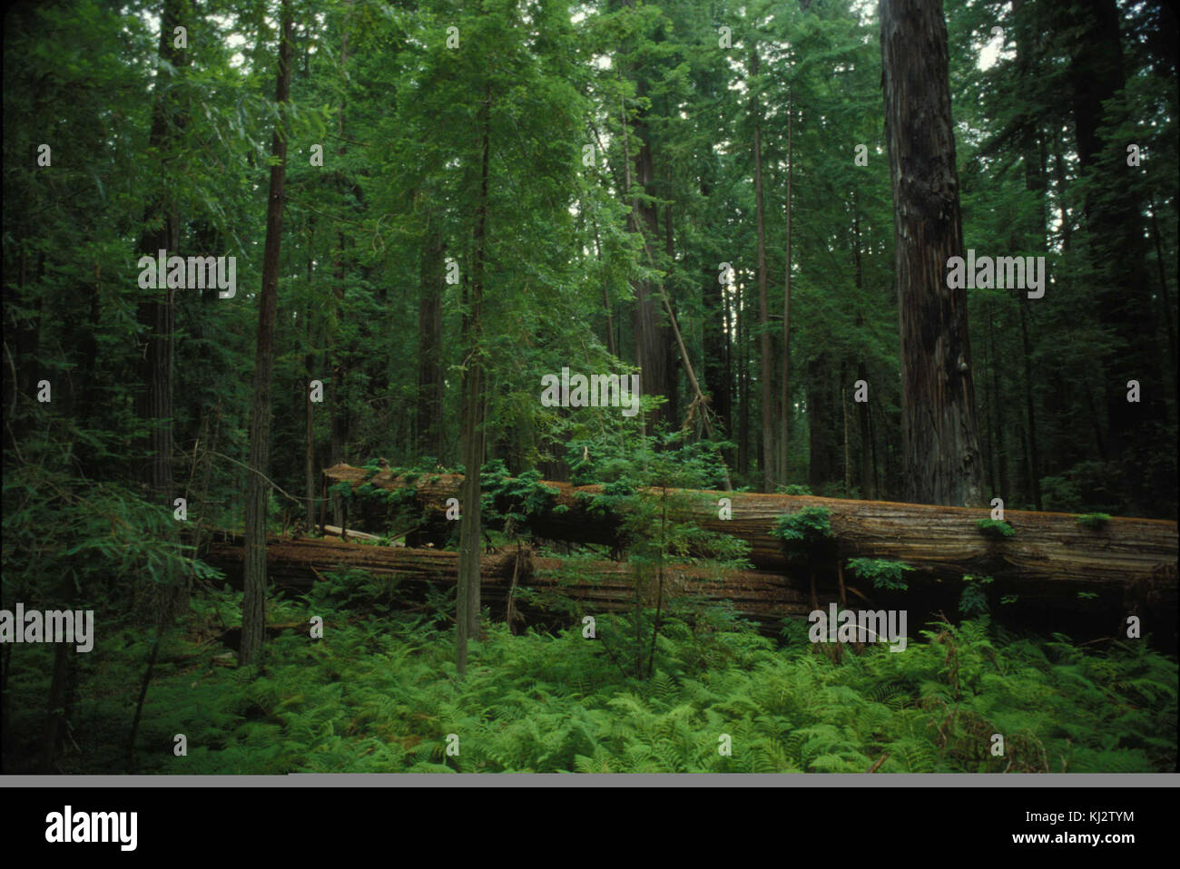 Forest habitat news hi-res stock photography and images - Alamy