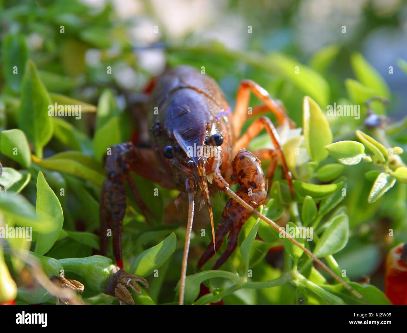 Crawfish crawfish farm louisiana hi-res stock photography and images ...