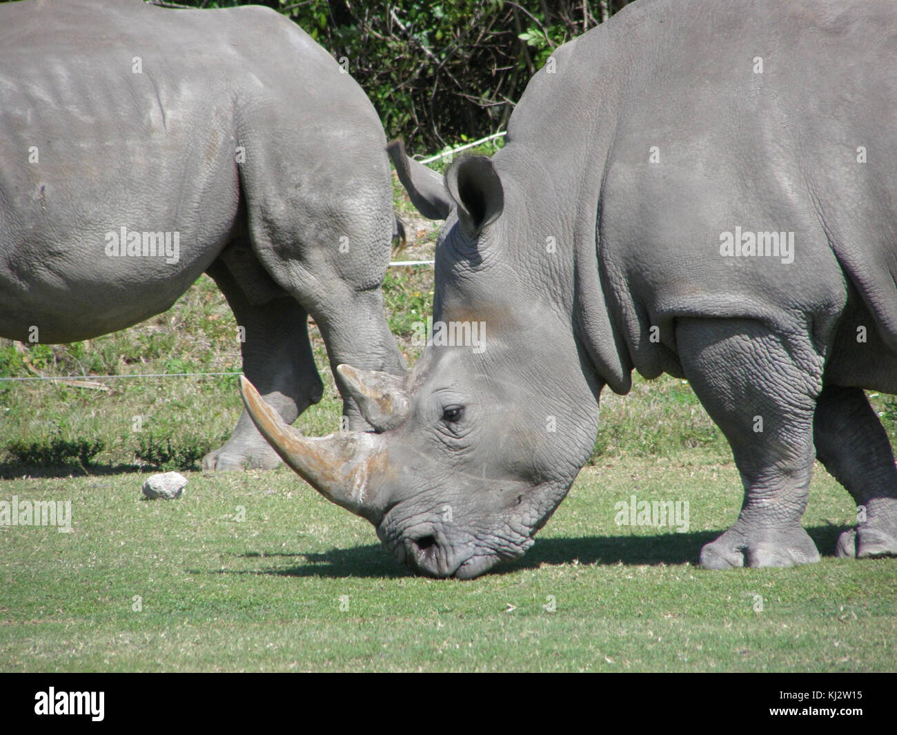 Close up rhino animals grazing Stock Photo - Alamy
