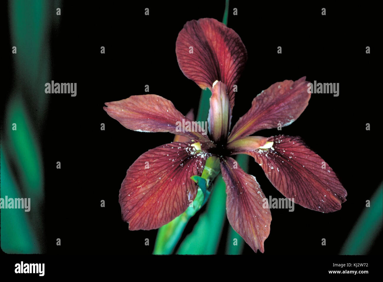 Copper colored flowers hi-res stock photography and images - Alamy