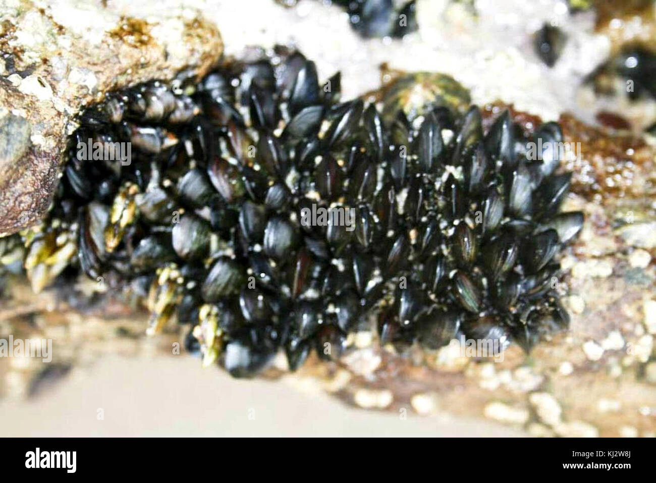 Dark shels on beach Stock Photo - Alamy