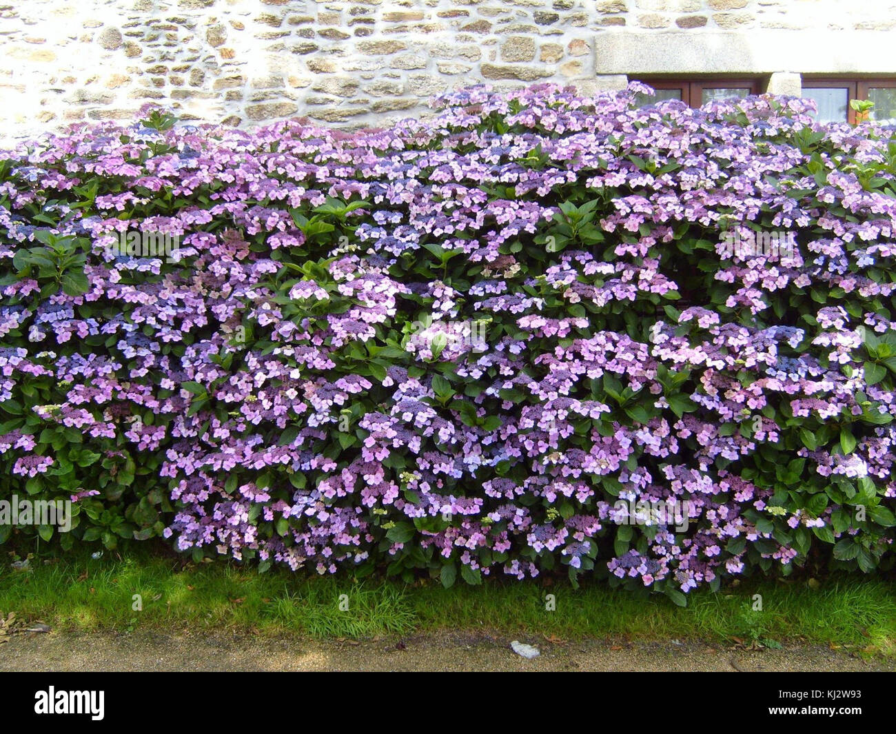 Flowered hedge hydrangea Stock Photo - Alamy