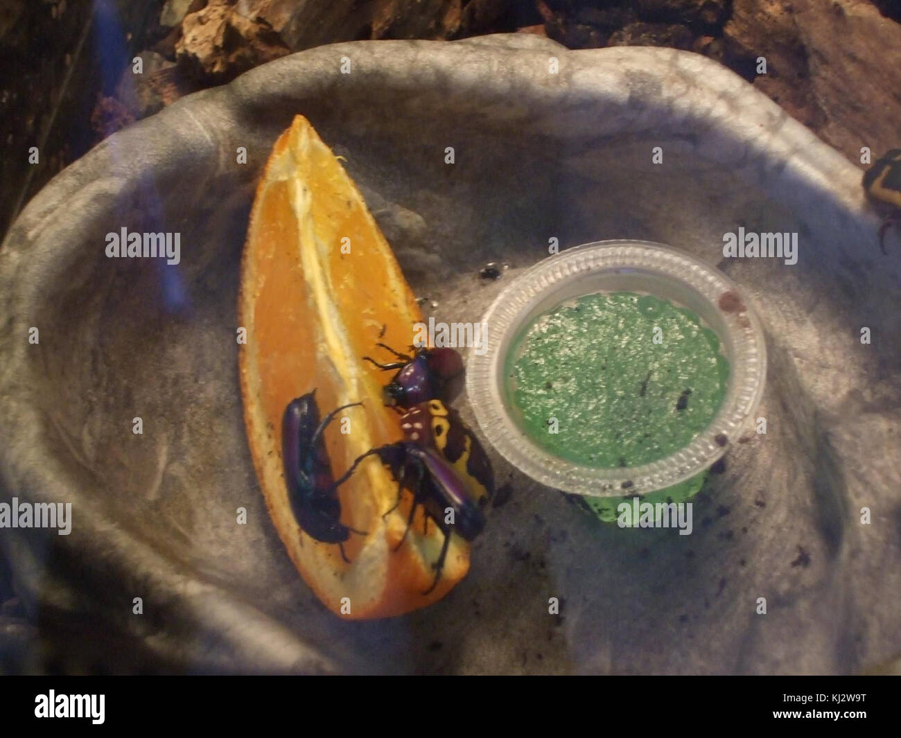 Life source of insects hi-res stock photography and images - Alamy