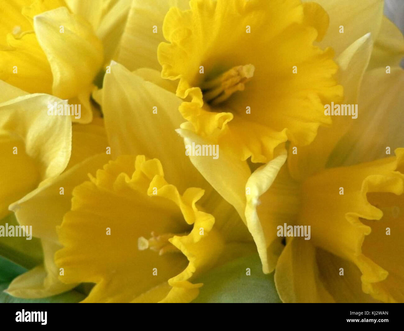 Yellow trumpet flower blooming hi-res stock photography and images - Alamy