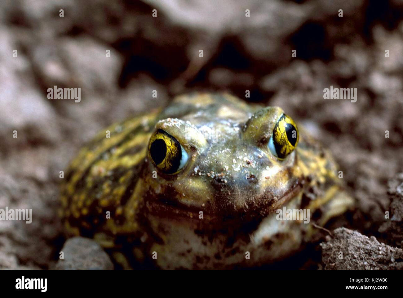Frog and toad identification hi-res stock photography and images - Alamy