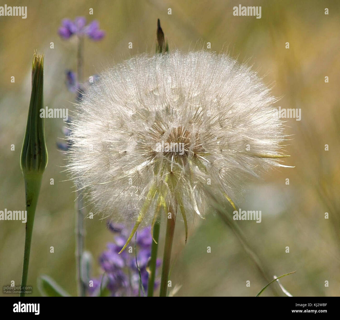 Yellow common dandelion hi-res stock photography and images - Alamy