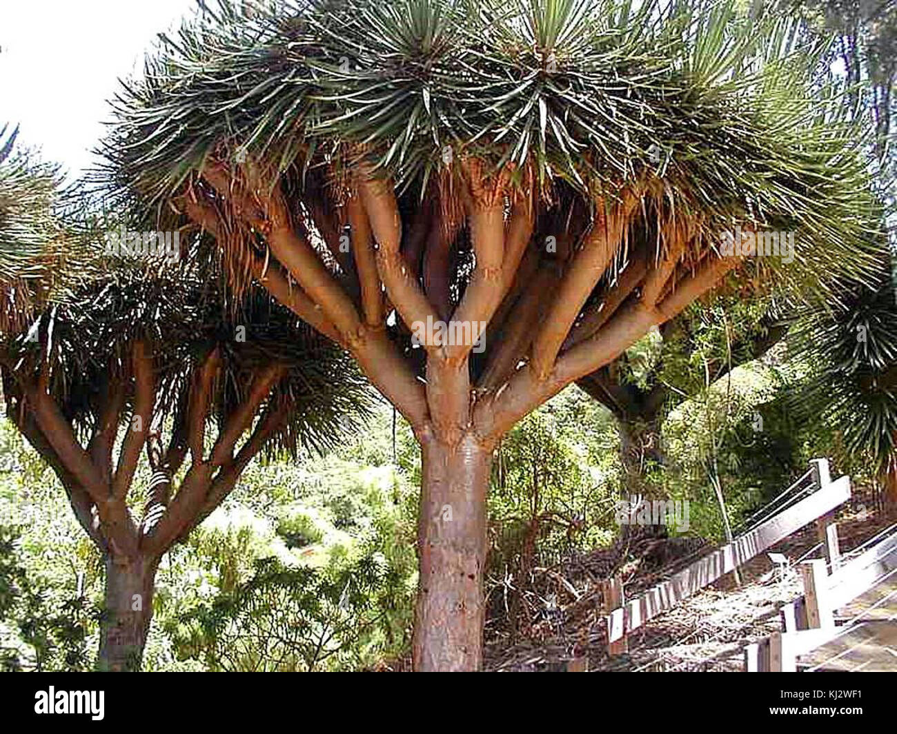 Dragons blood trees Stock Photo - Alamy