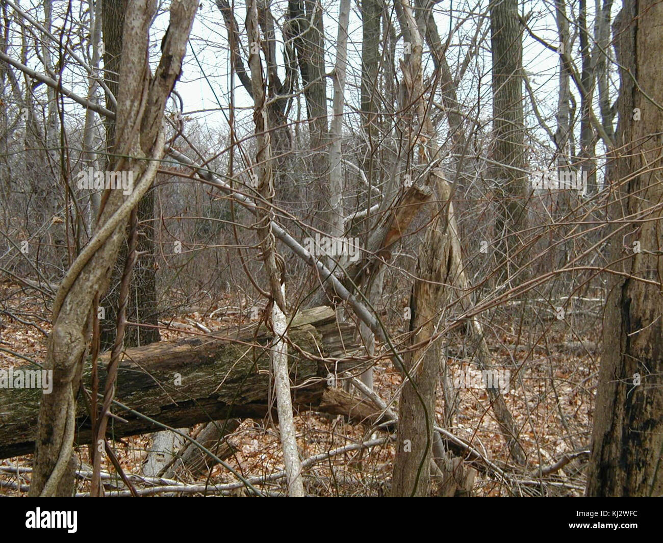 Dry trees in forrest with fallen leaves Stock Photo - Alamy