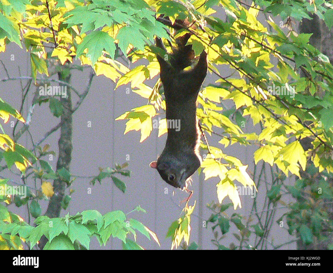 Sciurus carolinensis eastern gray squirrel hanging freom tree Stock ...