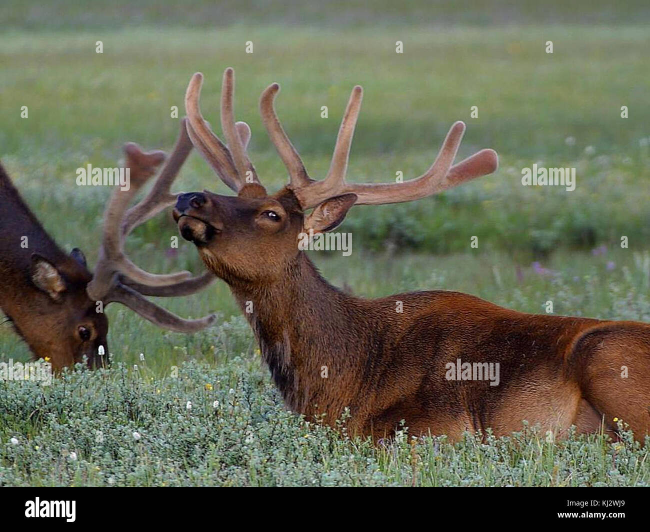 Elk horns velvet Yellowstone Stock Photo - Alamy