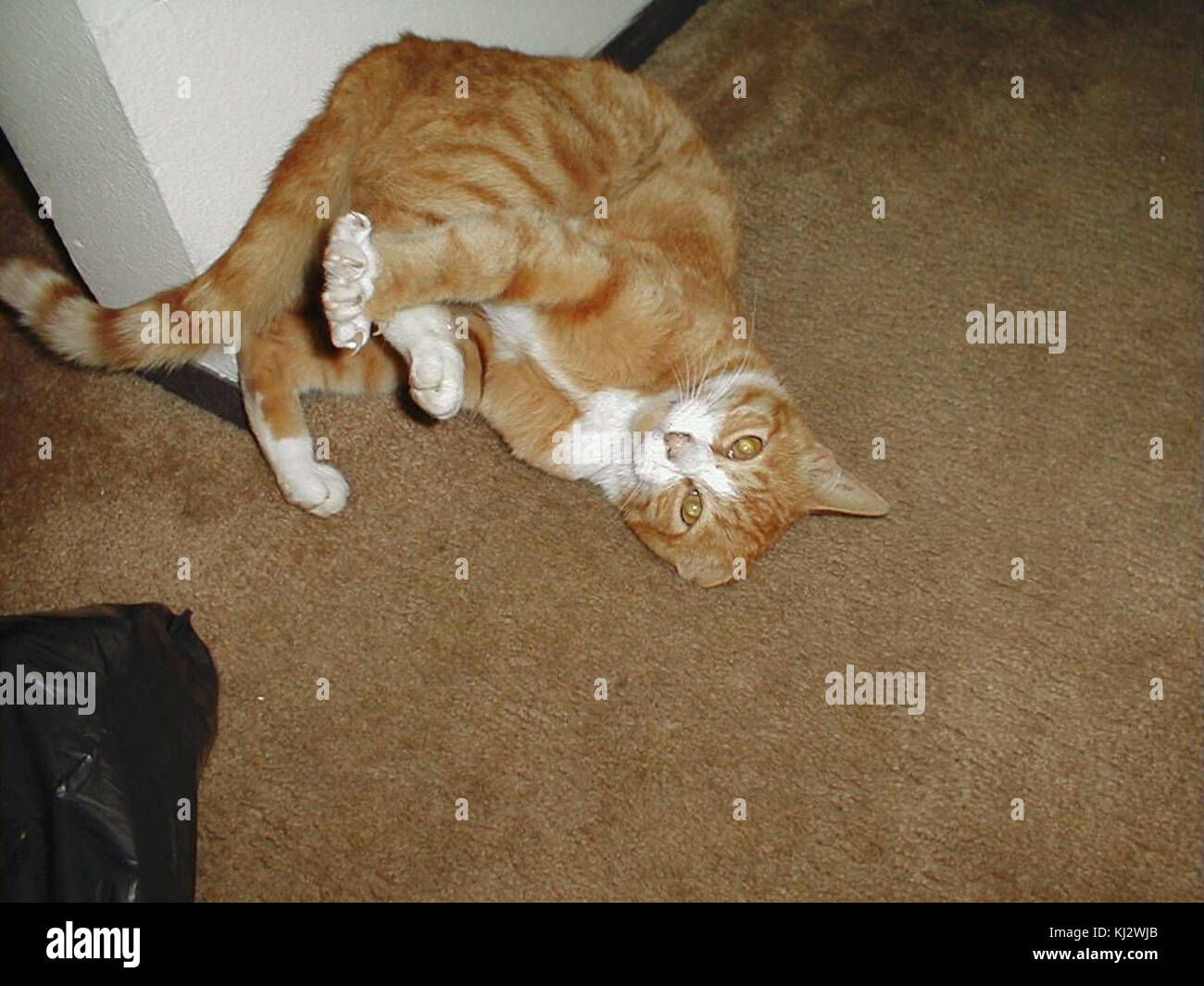 Domestic cat laying on back Stock Photo - Alamy