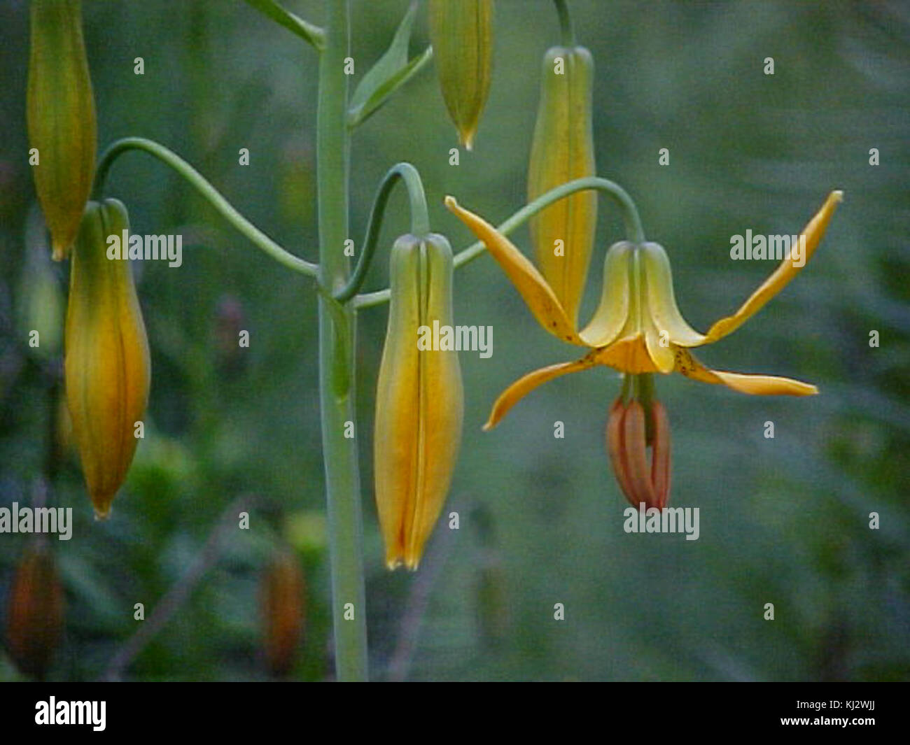 Lilium Columbianum, also known as the Columbia Lily, is a wildflower ...
