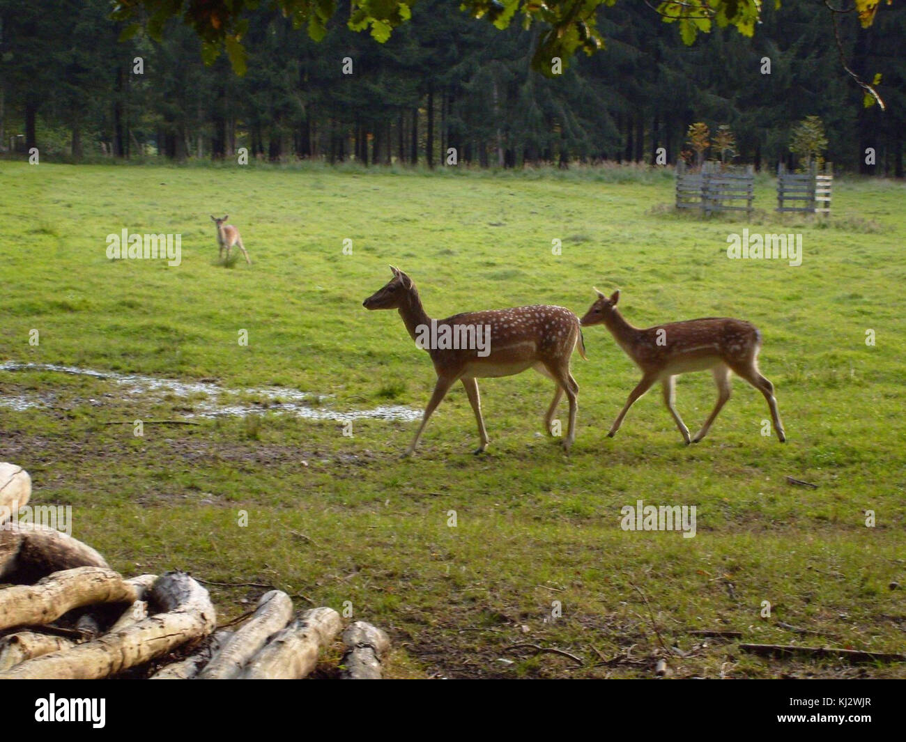 Fallow deer on field Stock Photo - Alamy