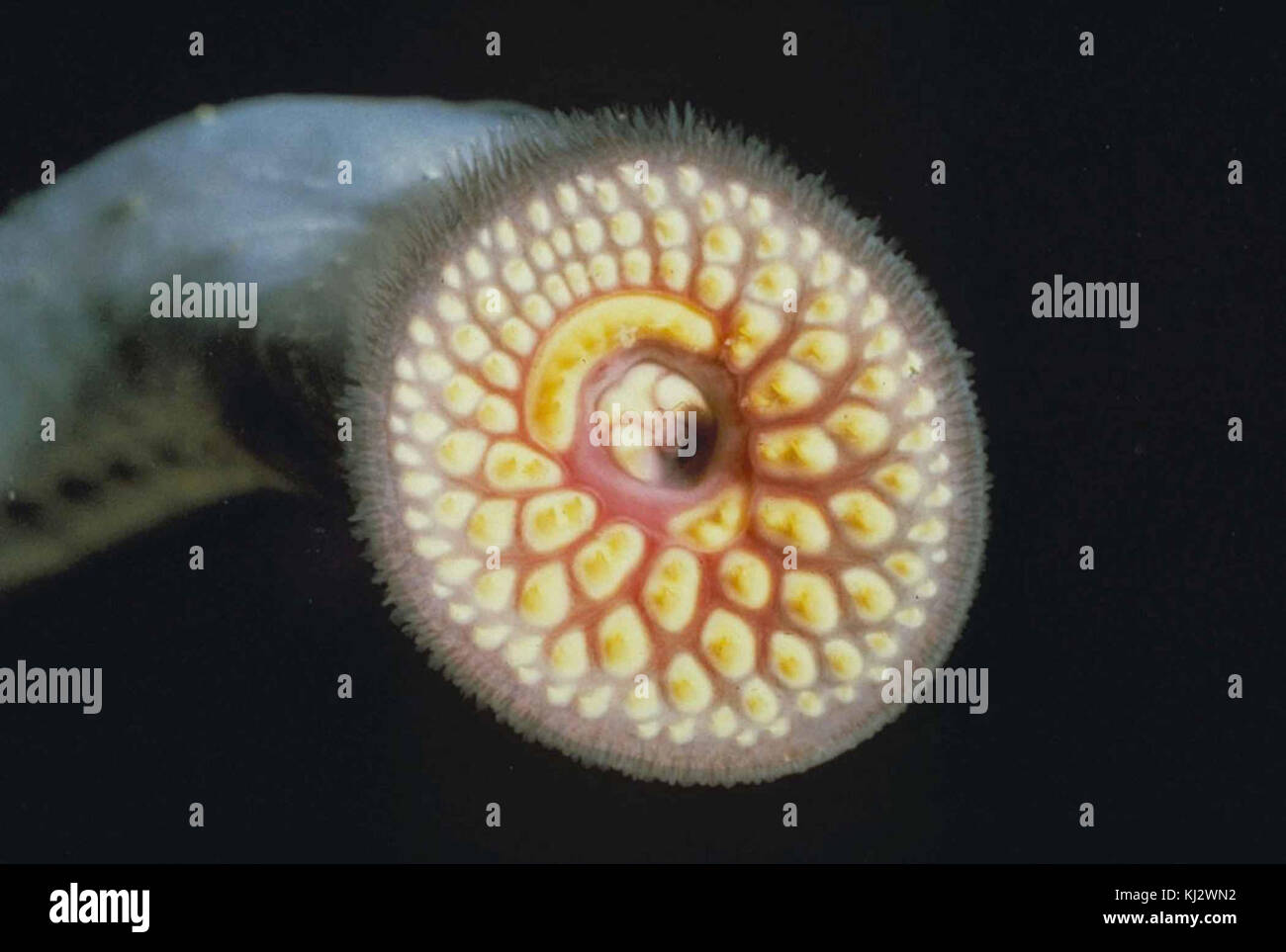 Sea lamprey mouth close up Stock Photo - Alamy