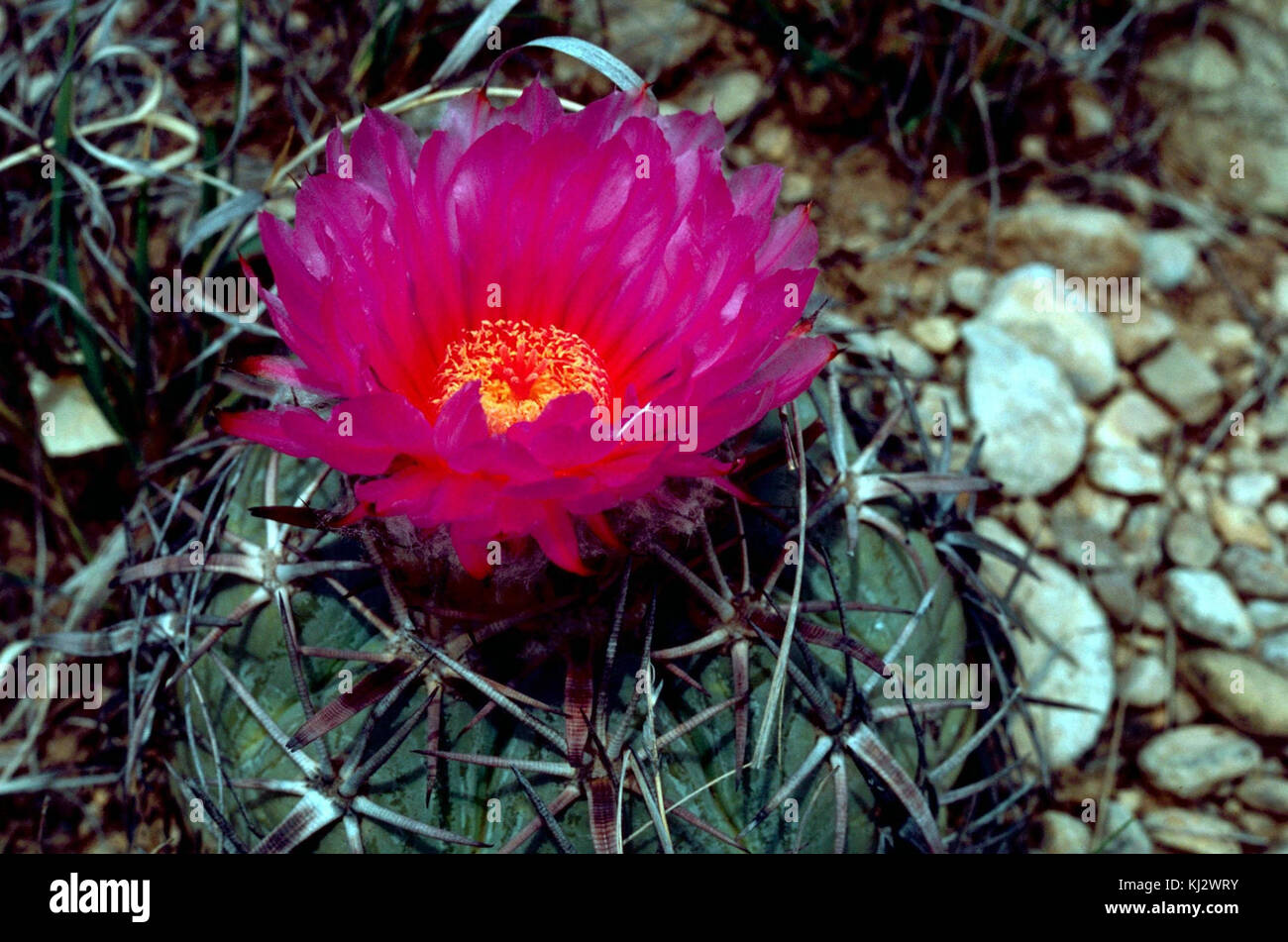 Eagle claw cactus flower bloom Stock Photo - Alamy