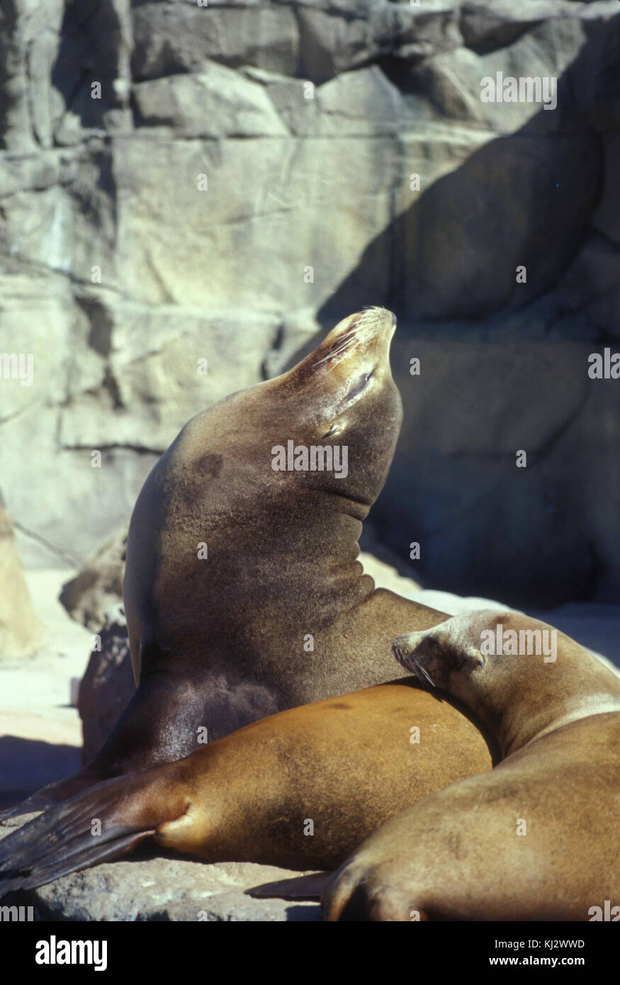Sea lions sunning on rocks Stock Photo - Alamy