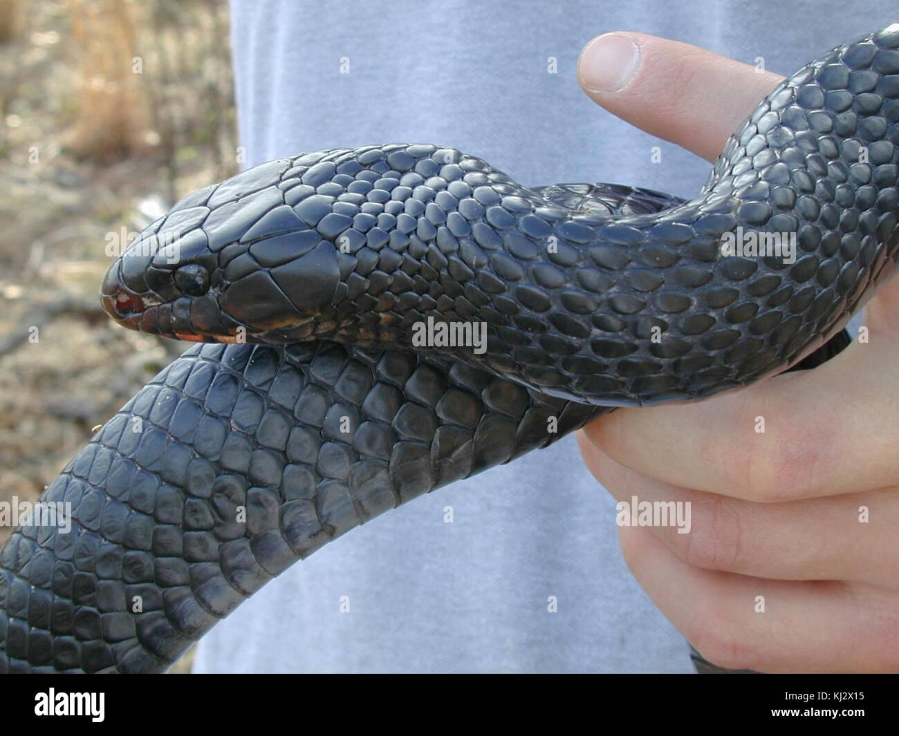 Eastern indigo snake hi-res stock photography and images - Alamy