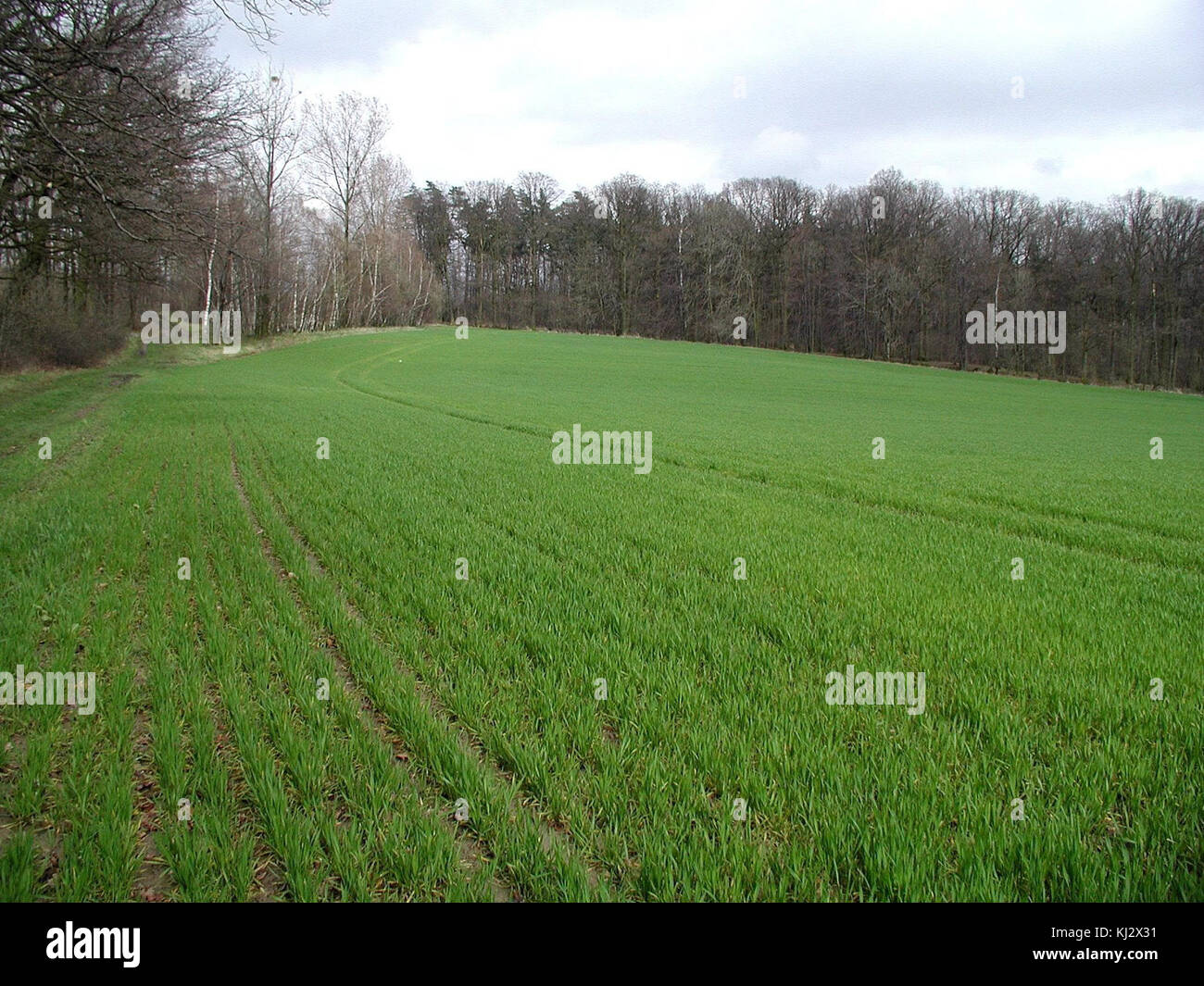 Field green pasture Stock Photo - Alamy