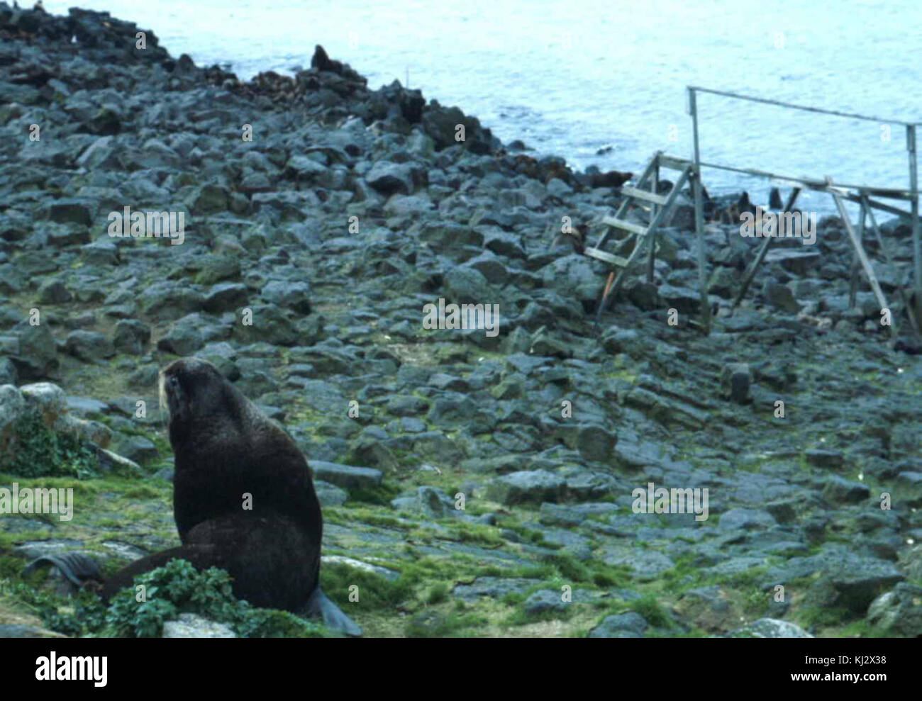 Seal fur, the thick, soft coat of seals, serves as a natural adaptation ...