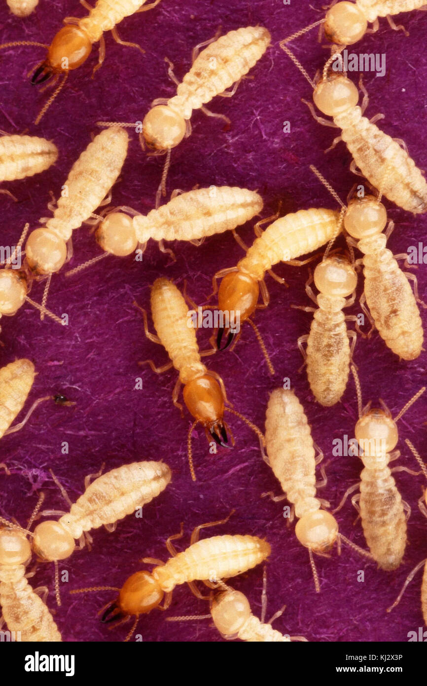 Formosan subterranean termites are feeding Stock Photo - Alamy