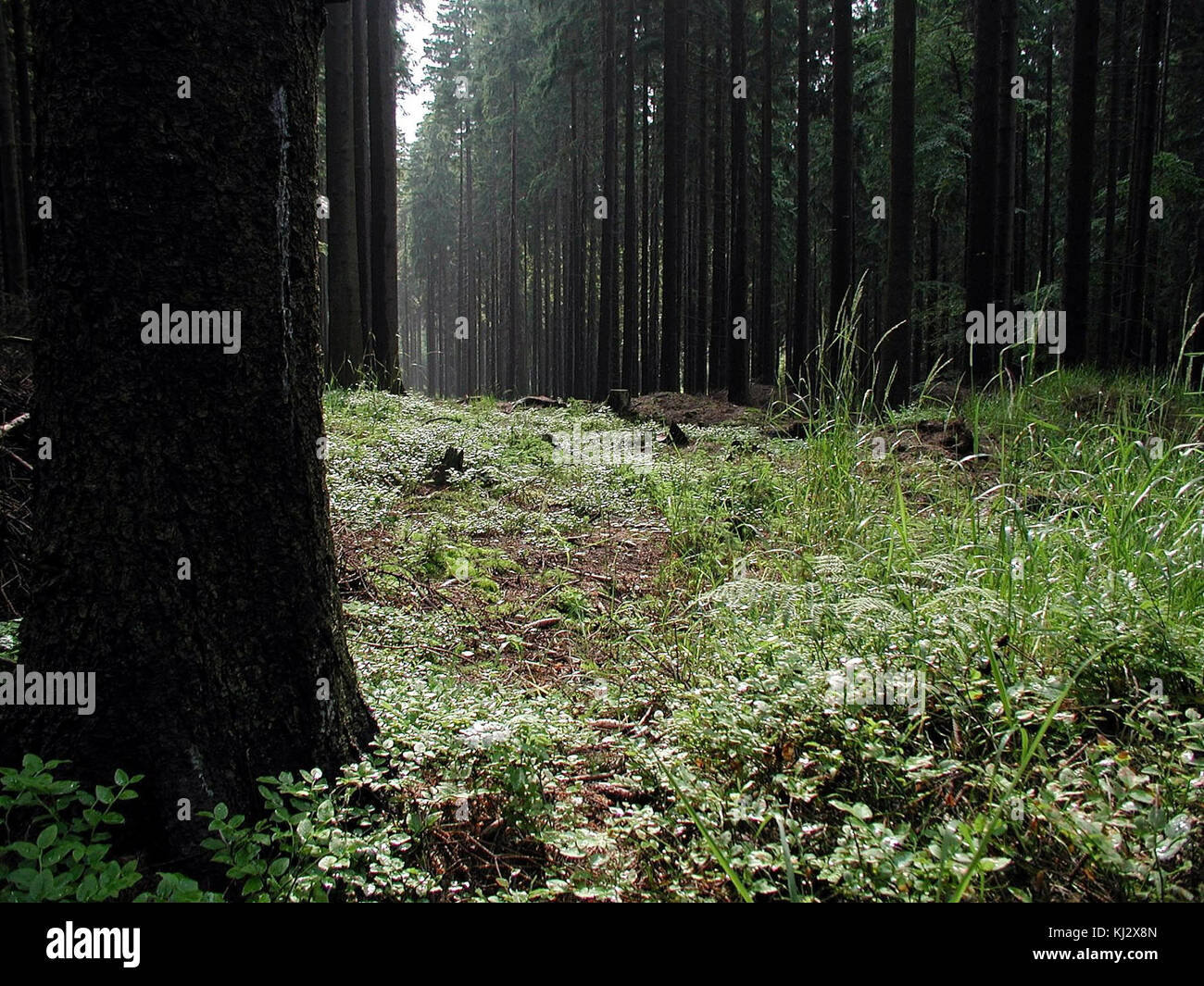 Forest at Dusk Stock Photo - Alamy