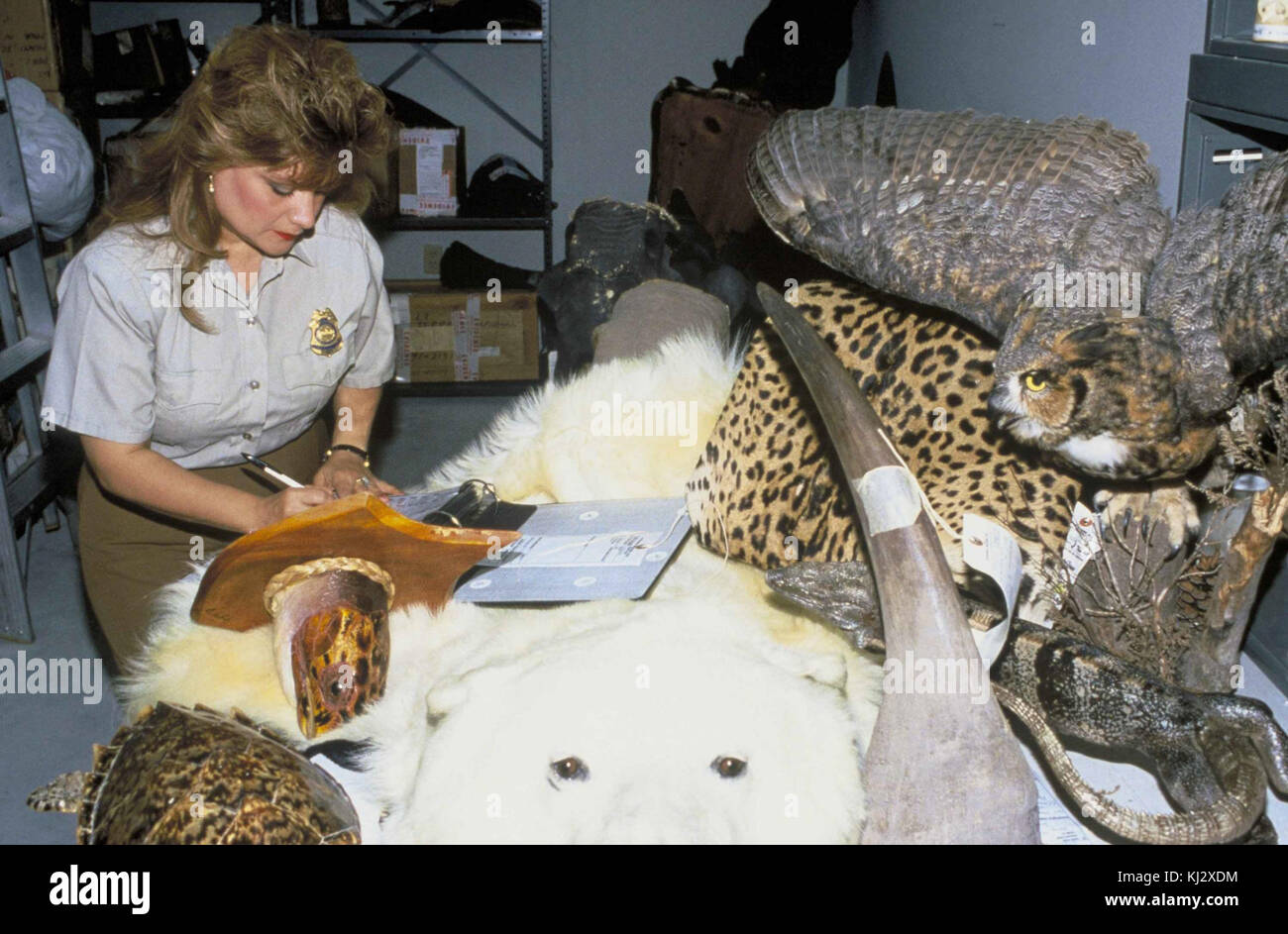 Seized wildlife property evidence Stock Photo - Alamy