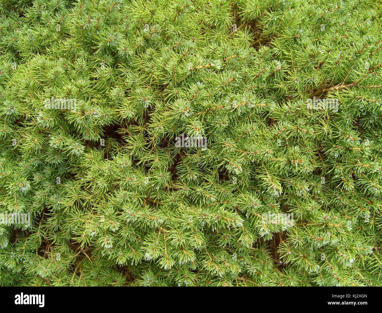 Green ground or bush texture Stock Photo - Alamy