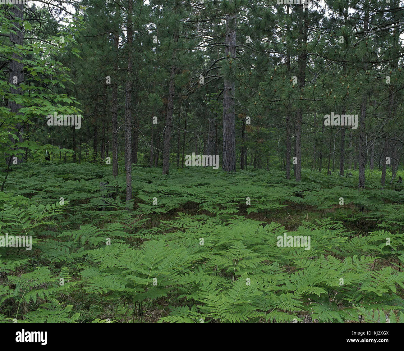 Seney national wildlife refuge Michigan Stock Photo - Alamy