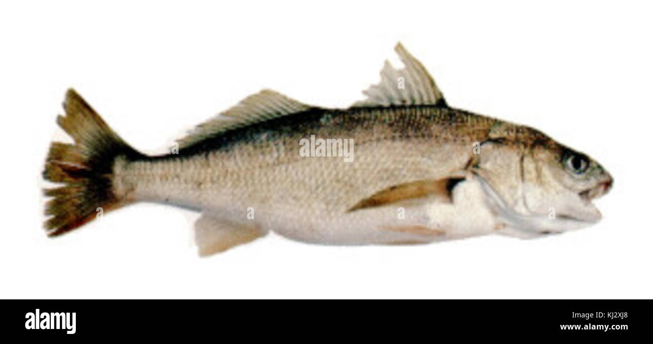 Genyonemus lineatus mspc102 Stock Photo - Alamy