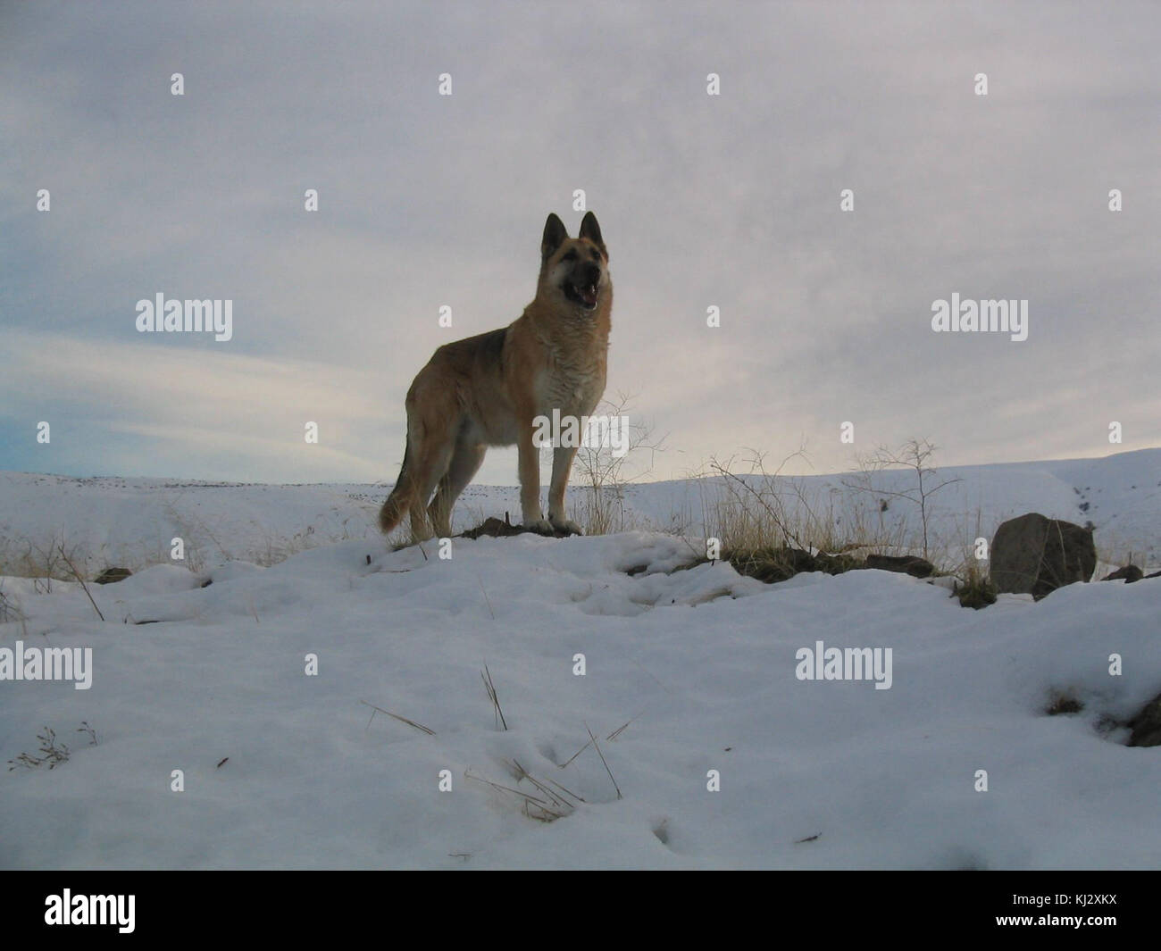 German shepard dog Stock Photo - Alamy