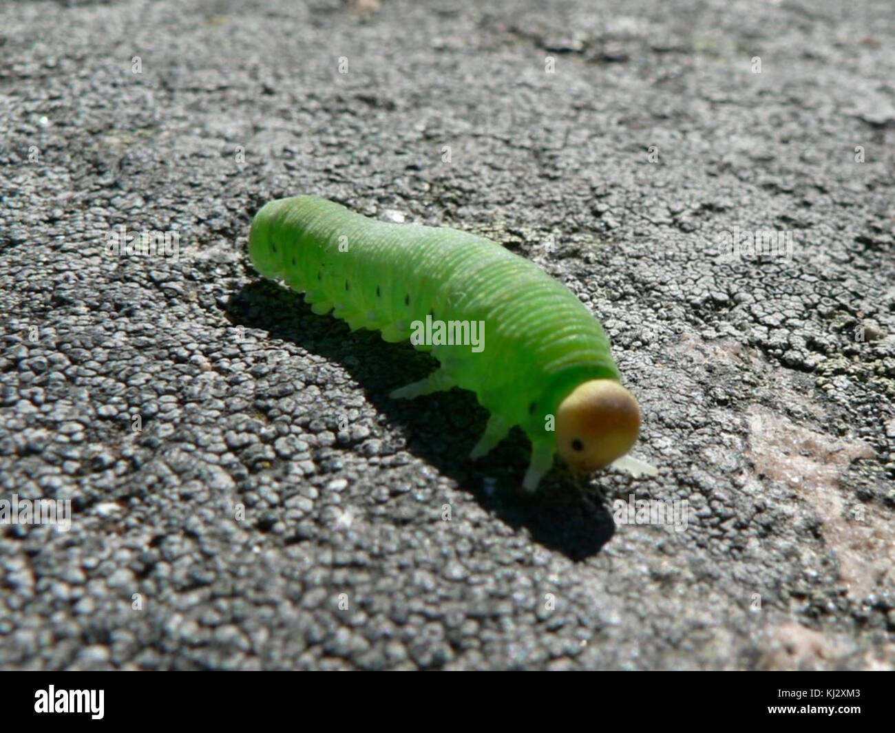 A close-up image of a green caterpillar, showcasing its detailed body ...