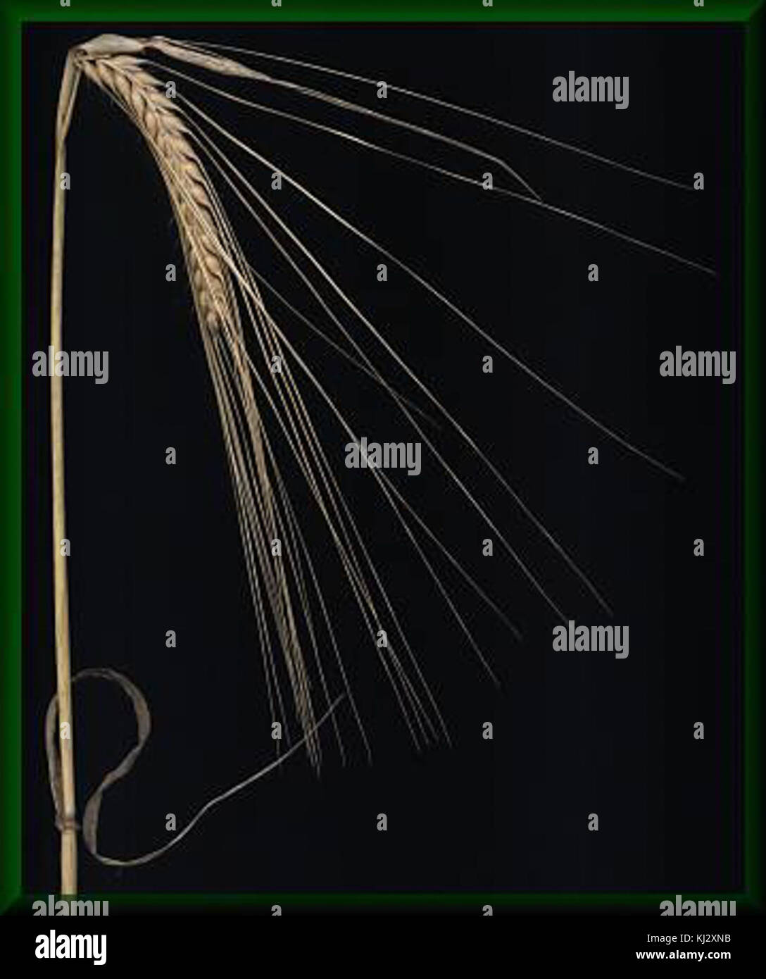 A photograph of a barley plant (Gerstenpflanze), showcasing its stalks ...