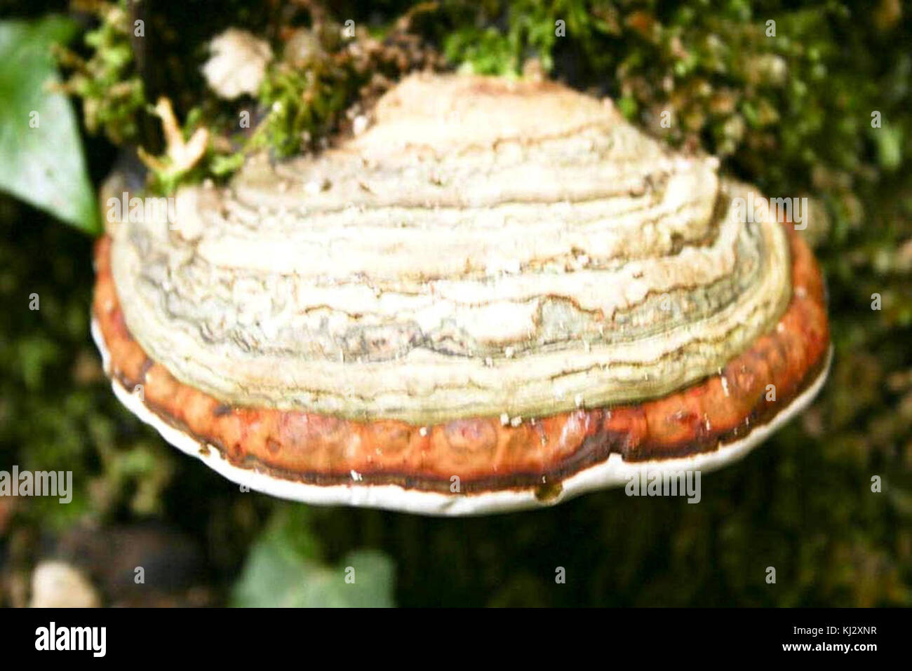 Fungus on tree Stock Photo - Alamy