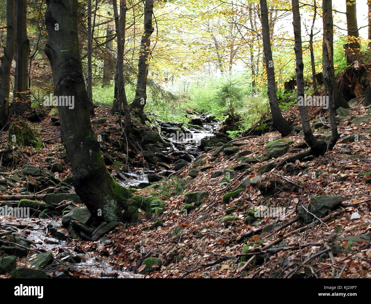 Forest habitat news hi-res stock photography and images - Alamy