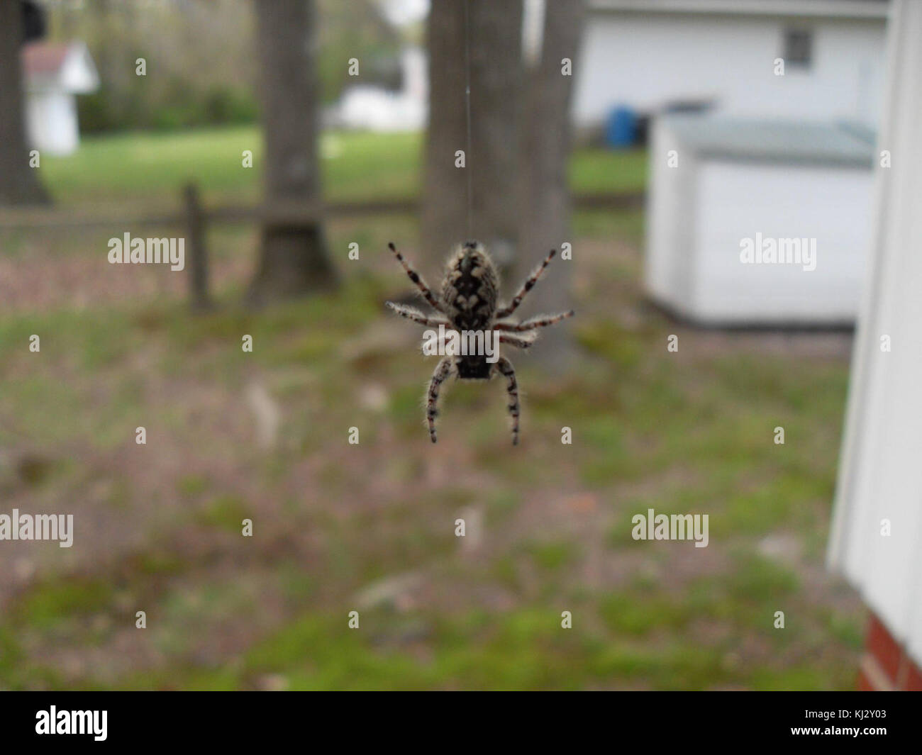 Hanging spider hi-res stock photography and images - Alamy
