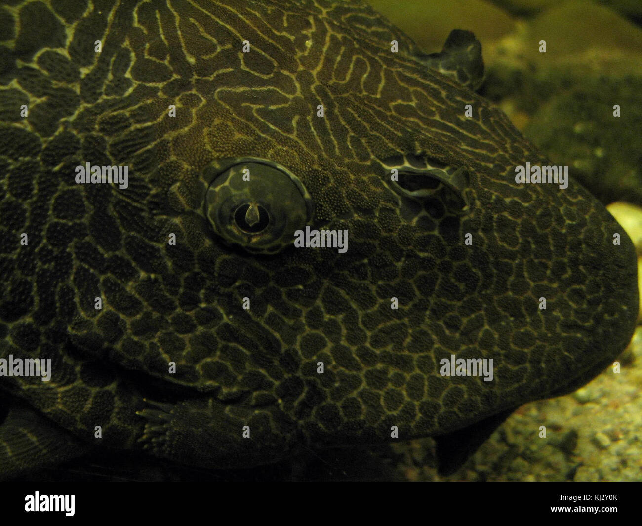 Detailed fish head hi-res stock photography and images - Alamy