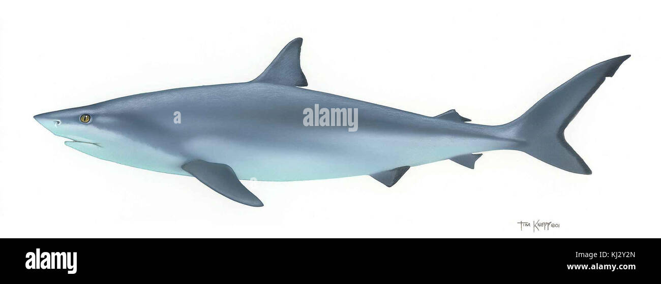 Shark fish chondrichthyes Stock Photo - Alamy