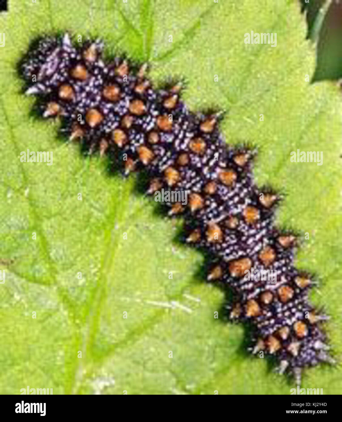 Caterpillar form hi-res stock photography and images - Alamy
