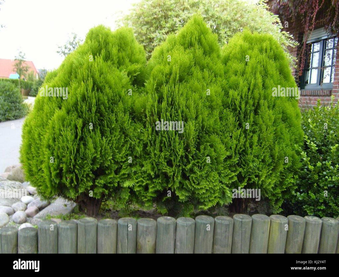 Hedge bush plant Stock Photo - Alamy